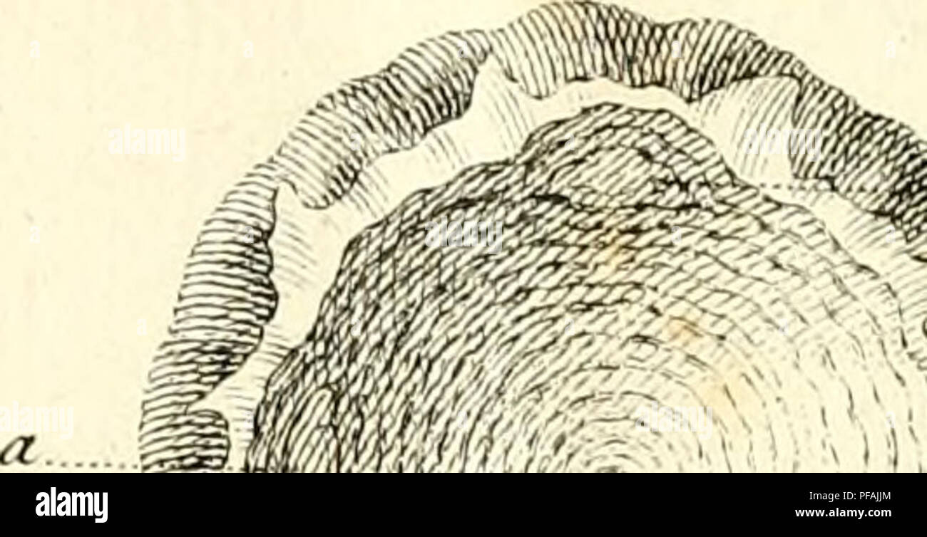 This work by Maximilien-Henri de Saint-Simon explores the anatomy ...