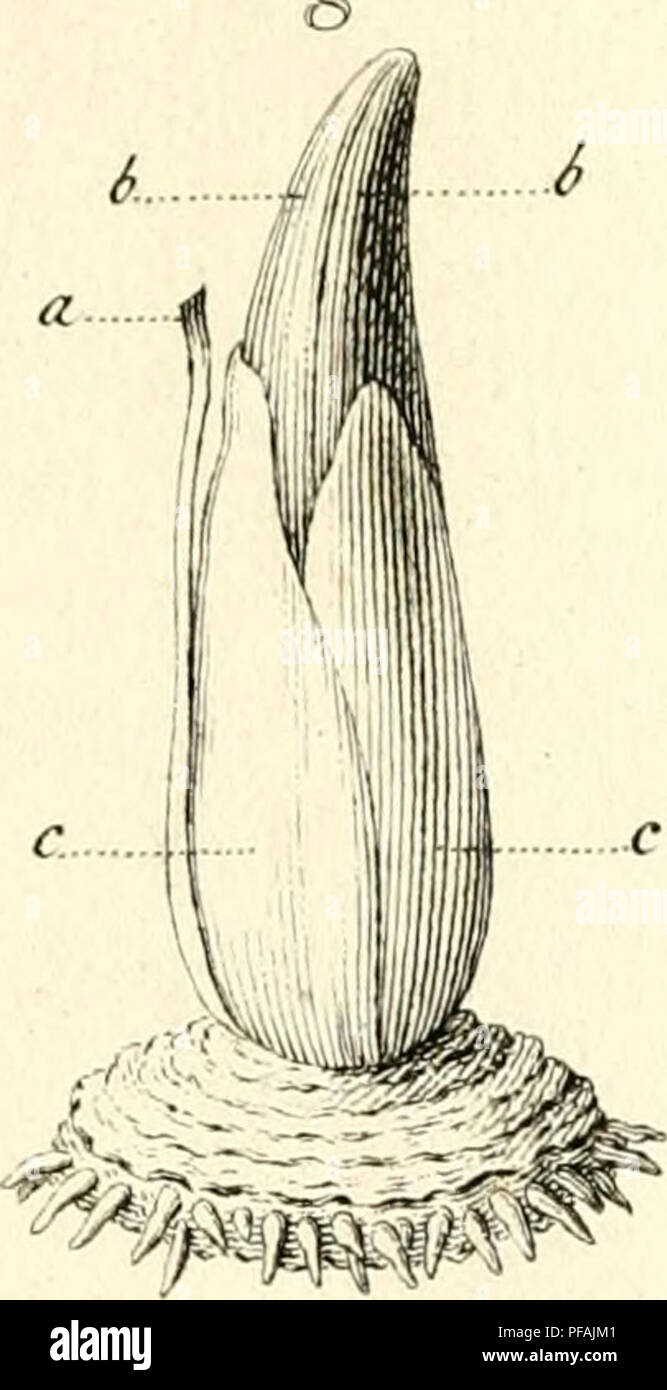 An in-depth examination of hyacinths, focusing on their anatomy ...
