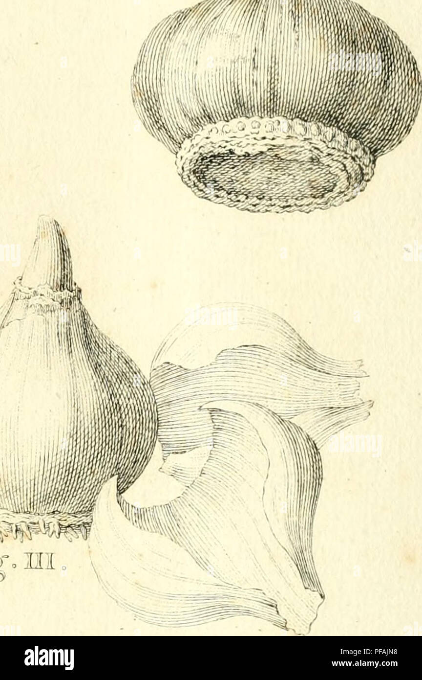 This French work discusses the anatomy, reproduction, and cultivation ...