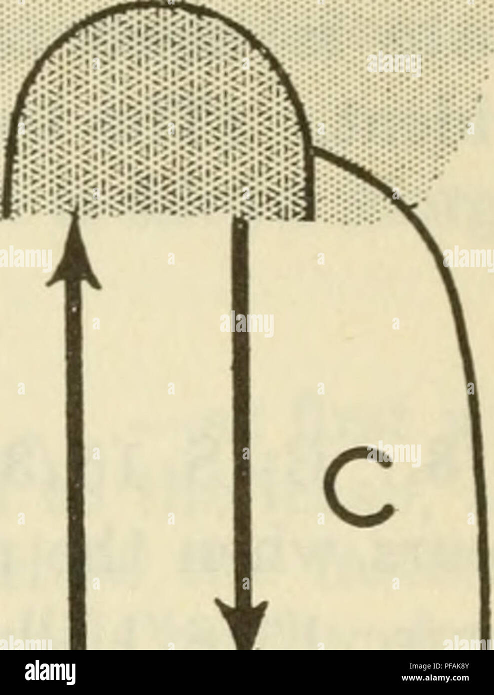 This work presents a mathematical model of adaptive behavior in ...