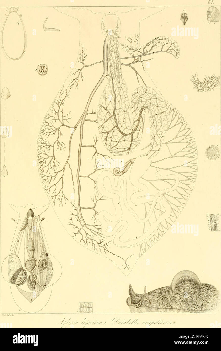 This zoological work provides detailed descriptions and observations of ...