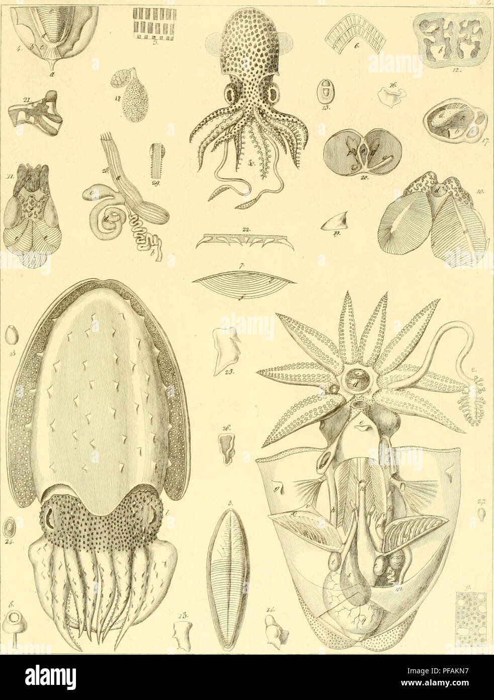 This descriptive work by Stefano delle Chiaje documents the anatomy of ...