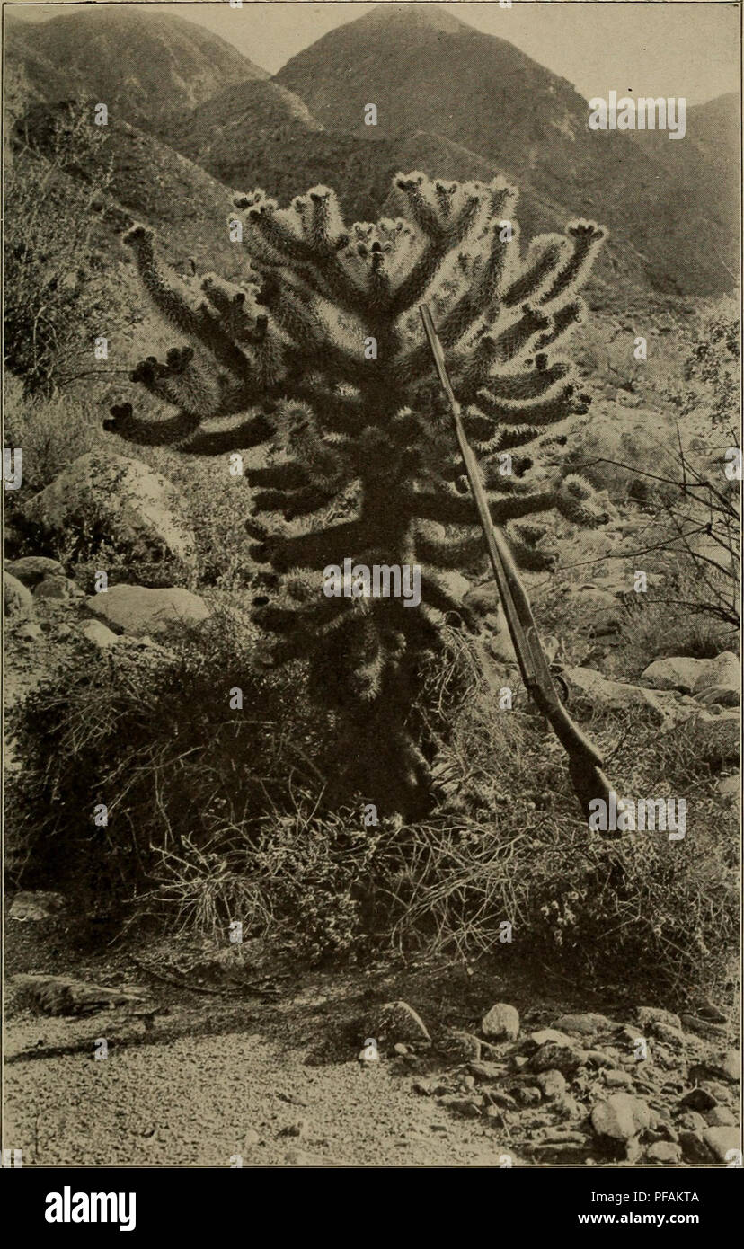 This image depicts Cholla cacti, a critical food source for desert deer ...