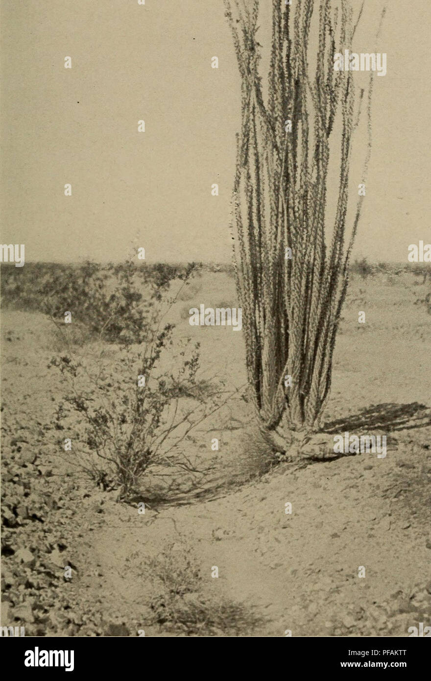 This work offers in-depth studies on desert ecosystems, exploring the ...