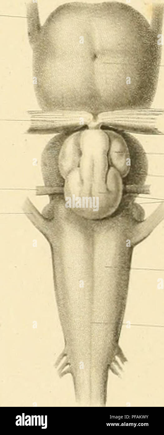 This dissertation provides a detailed study of the brain structure of ...