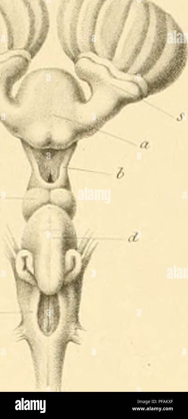 This image from Wilhelm Busch's work on the encephalology of selachians ...