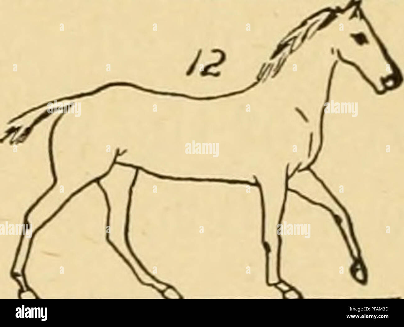 Galloping horse on one foot hi-res stock photography and images - Alamy