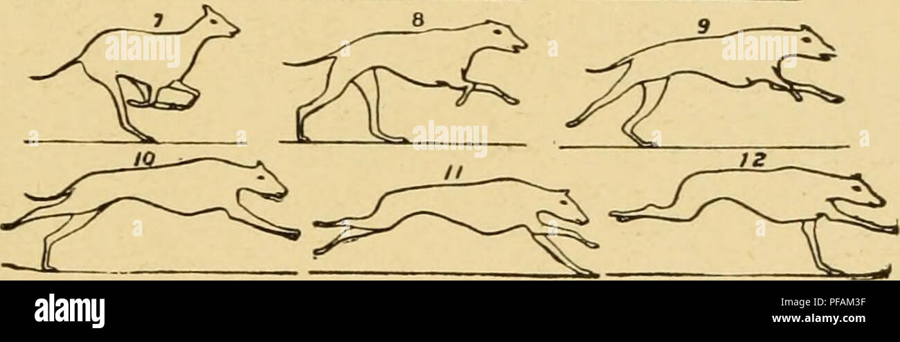 This work describes the science of animal locomotion, focusing on the ...