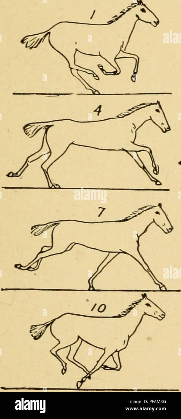 This work explores the science of animal locomotion, focusing on the ...