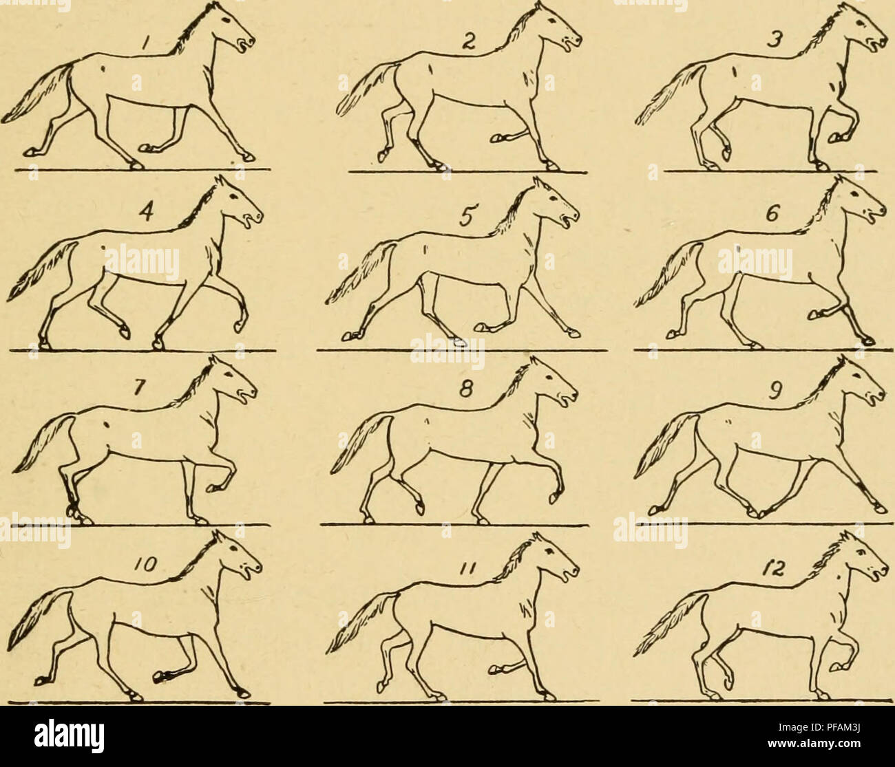Animal movements phases hi-res stock photography and images - Alamy