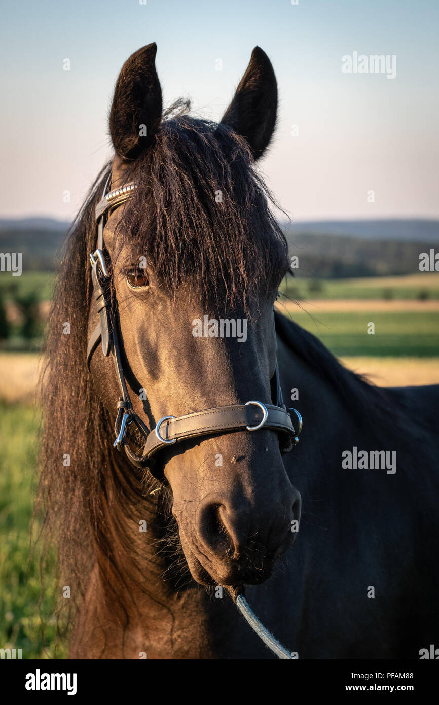 Head of a friesian horse with halter. Black Friesian horse Stock Photo ...