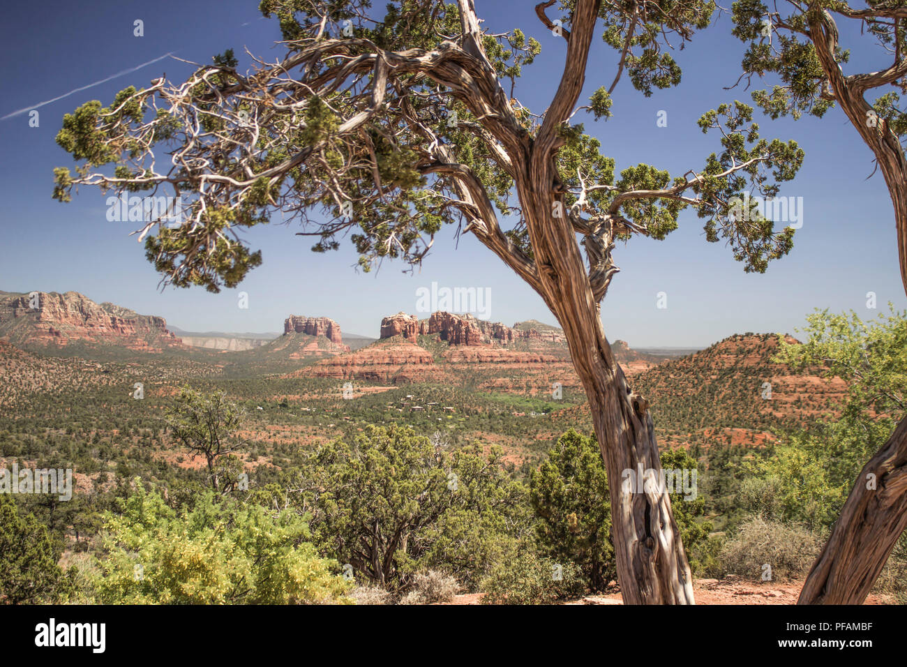 Landscape of mountains through and around tree trunk Stock Photo - Alamy