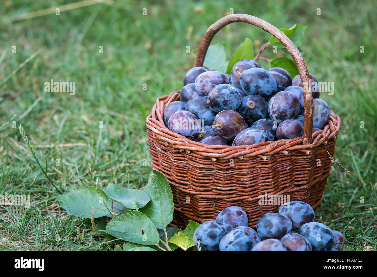 Plum harvest. Plums in a wicker basket on the grass. Harvesting fruit ...