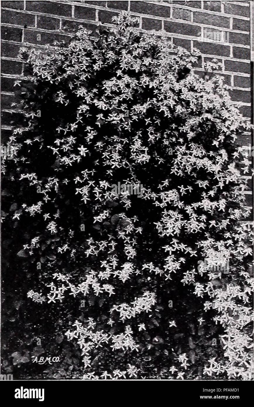 This descriptive price list from a horticultural nursery provides ...