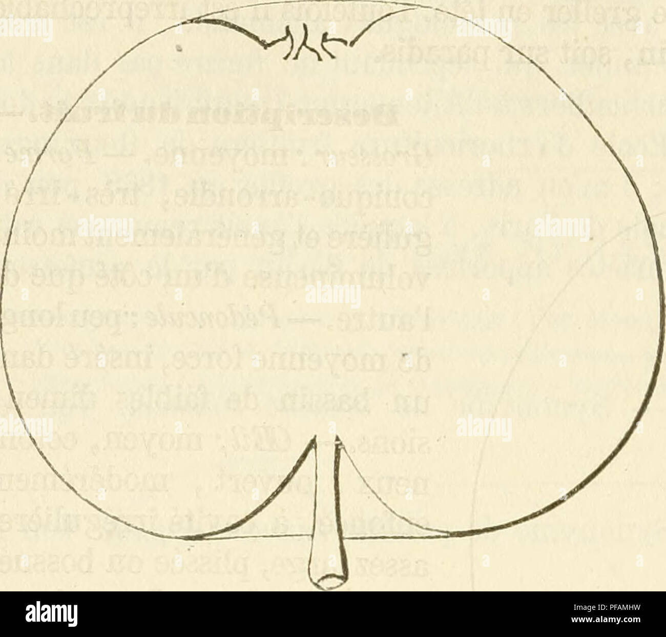 This botanical dictionary provides detailed descriptions of fruits ...