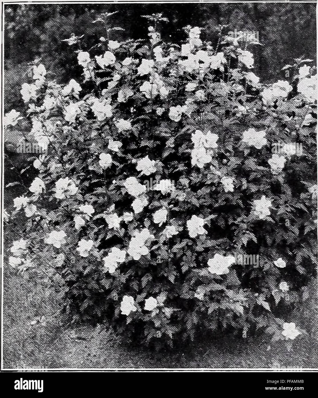 Catalog listing various plants for nurseries, including evergreens ...