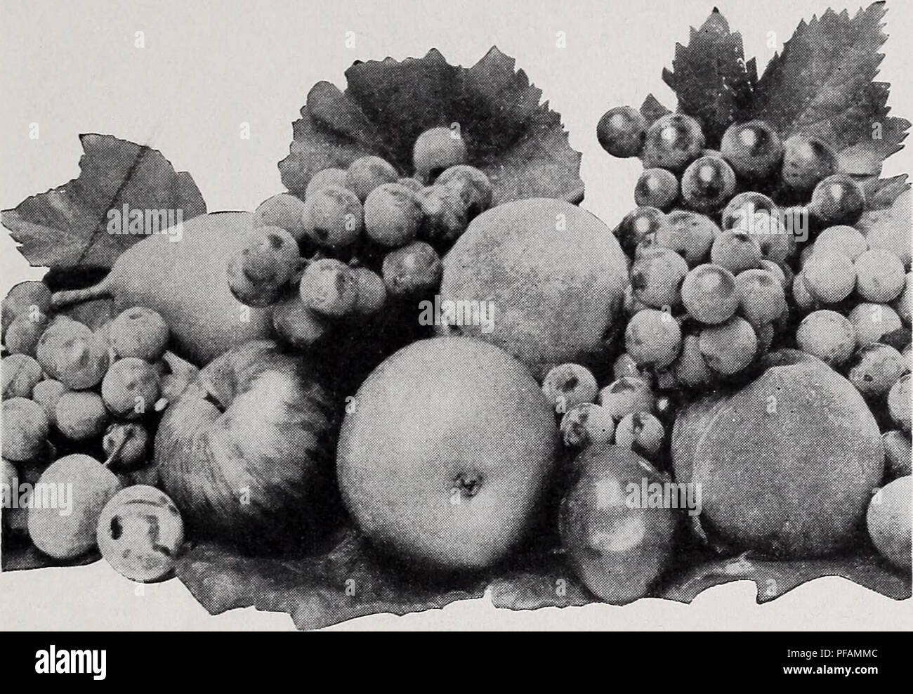 This catalog provides a detailed price list for various plants ...