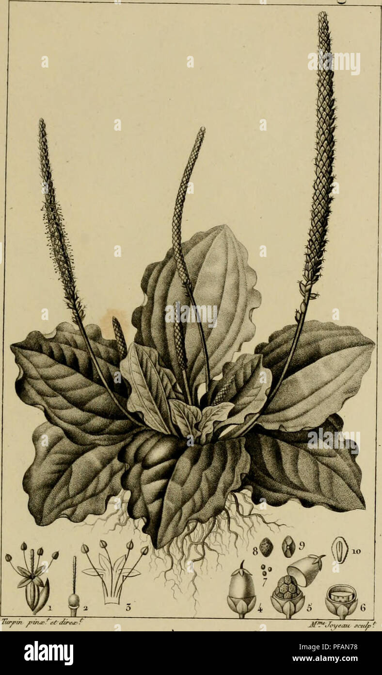 Feuilles de plantain hi-res stock photography and images - Alamy
