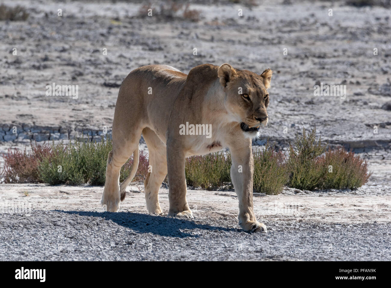 Lioness growling and showing teeth while walking on dry plain Stock ...