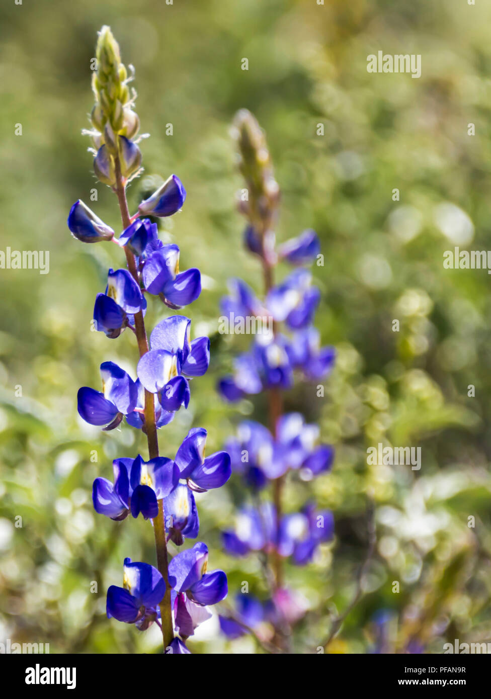 Purple Lupines in a field in the desert southwest, Arizona Stock Photo ...