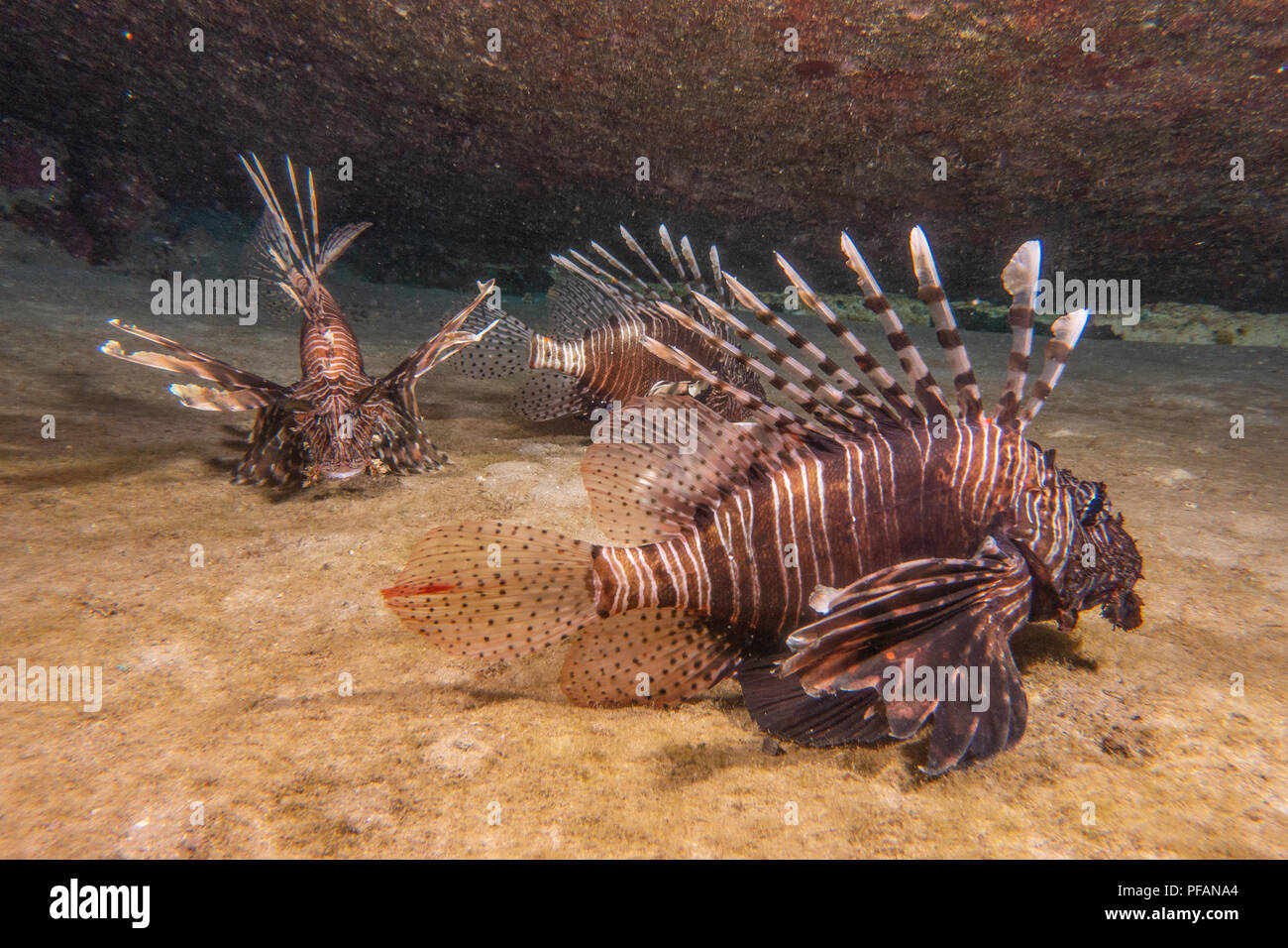 Lion fish in the Red Sea Colorful and beautiful, Eilat Israel a.e Stock ...