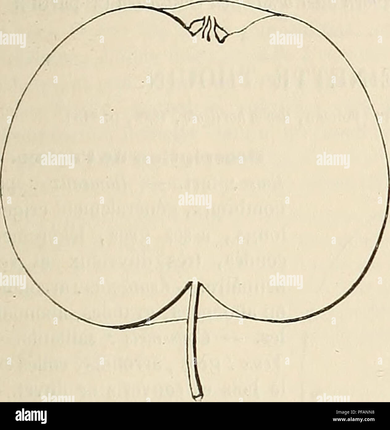 This detailed pomological dictionary covers a variety of apples ...
