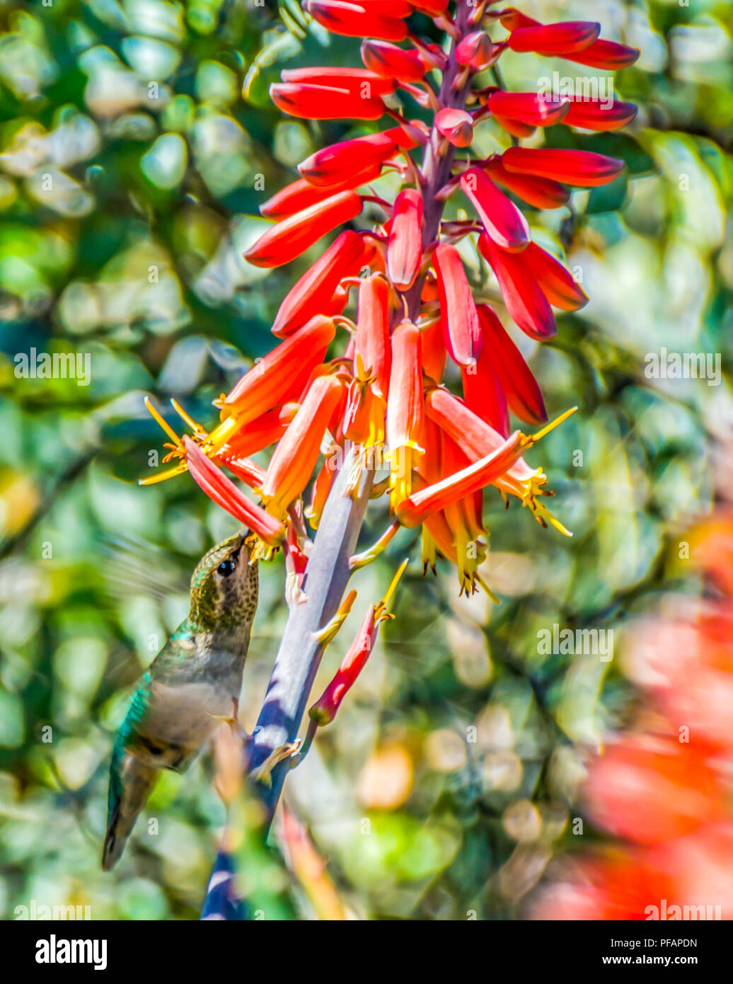 Gathering bell hi-res stock photography and images - Alamy