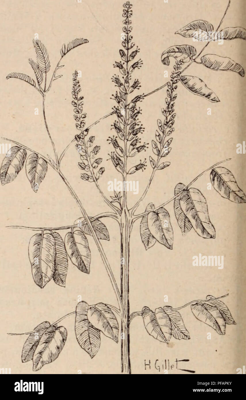 This horticulture dictionary, illustrated by D. Bois with contributions ...