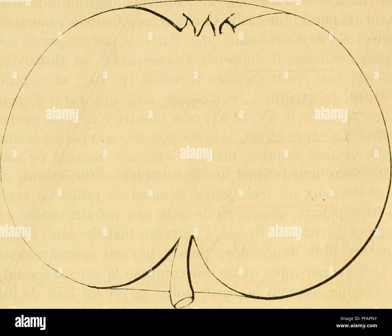 This image comes from a pomology dictionary, detailing different apple ...