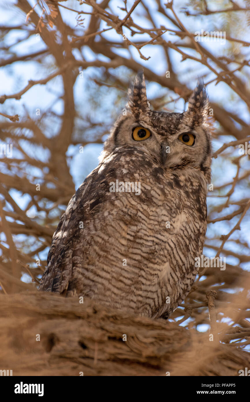 Portrait of an African Scops-Owl sitting in the shade of a tree awake ...