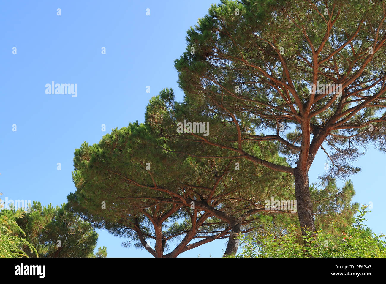 Italian stone pine tree hi-res stock photography and images - Alamy