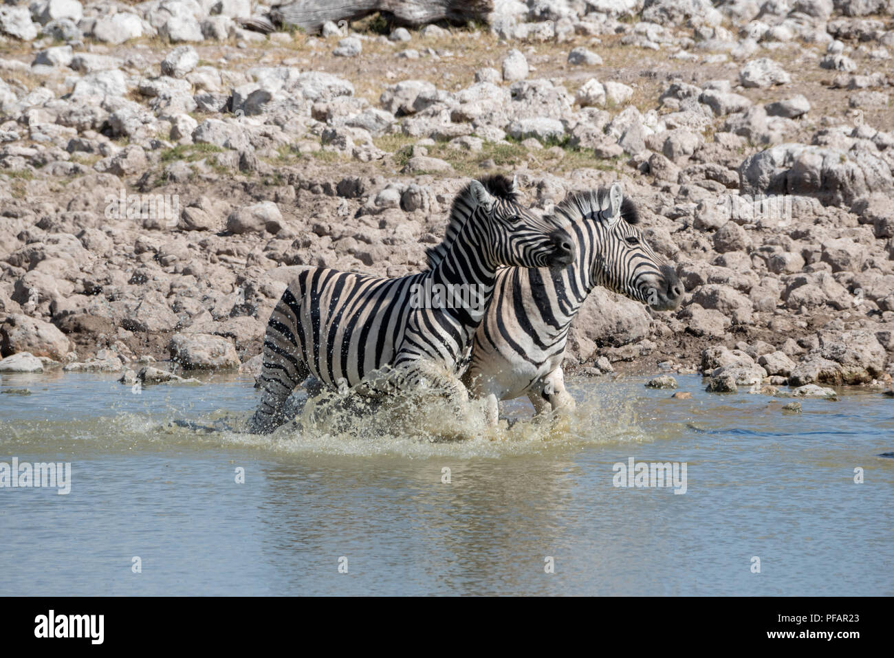 A pair of two Burchell's zebras splashing in water pushing together ...