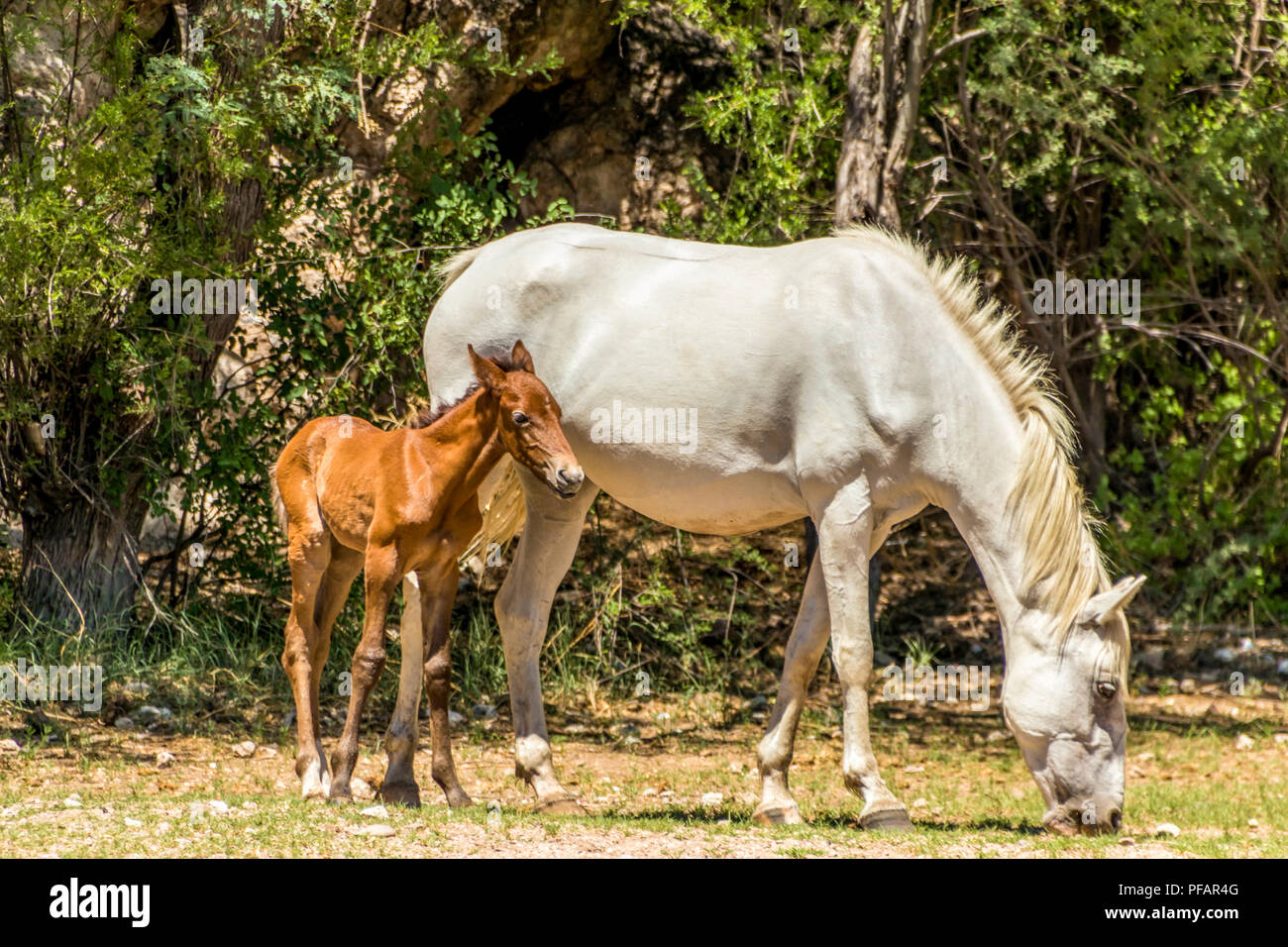 Mustangs Running High Resolution Stock Photography and Images - Alamy
