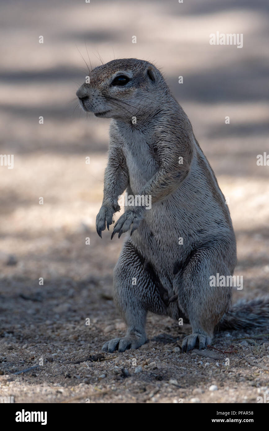 Furry squirrel hi-res stock photography and images - Alamy