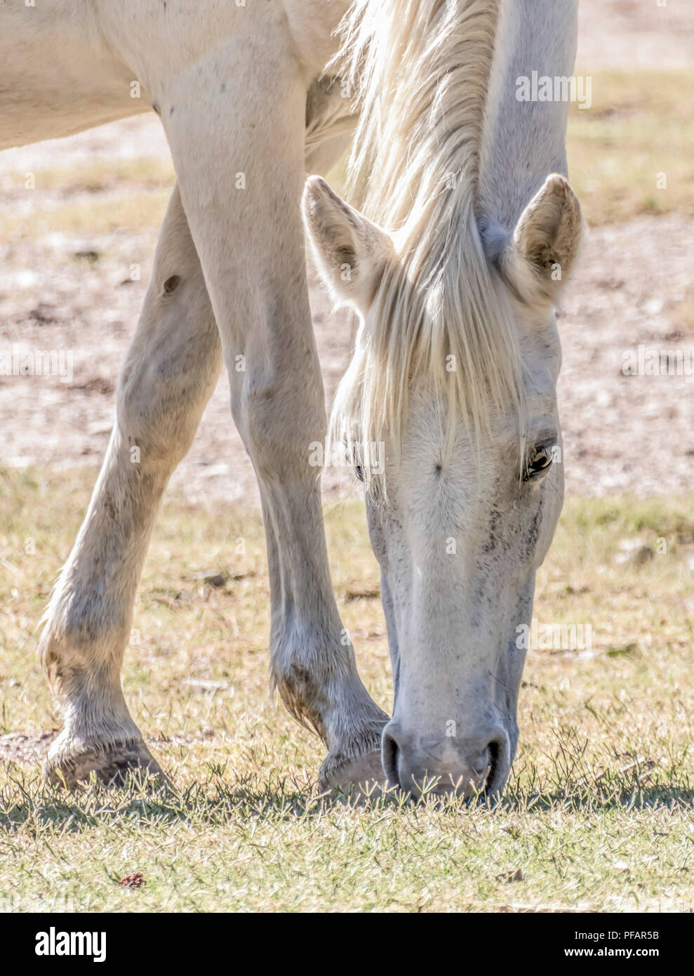 White stallion and mare hi-res stock photography and images - Alamy
