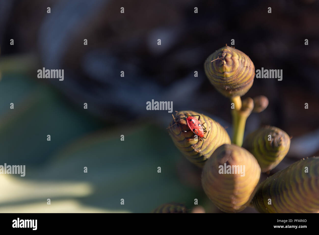 Namibia national flower hi-res stock photography and images - Alamy