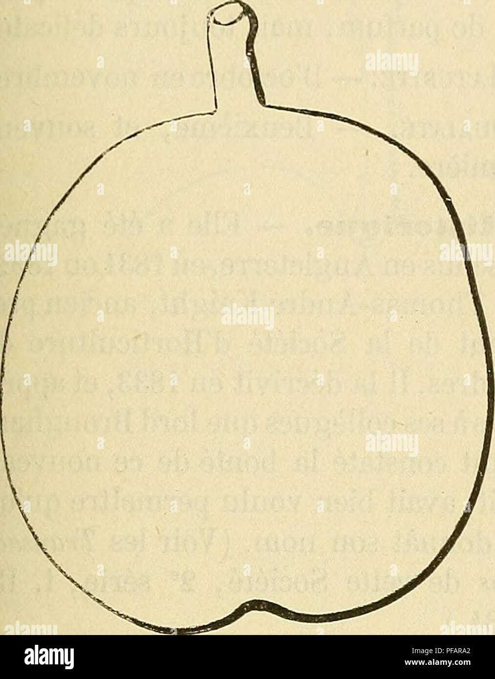 Oblong shape fruit hi-res stock photography and images - Alamy