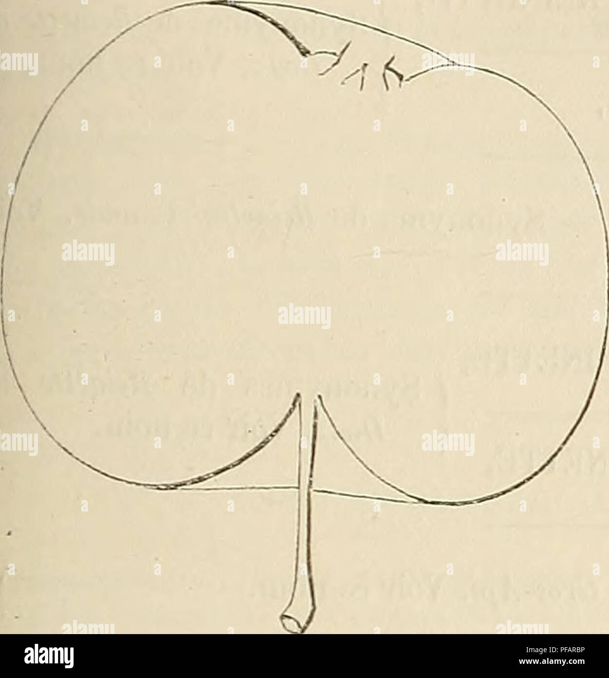 This dictionary of pomology offers detailed descriptions and ...