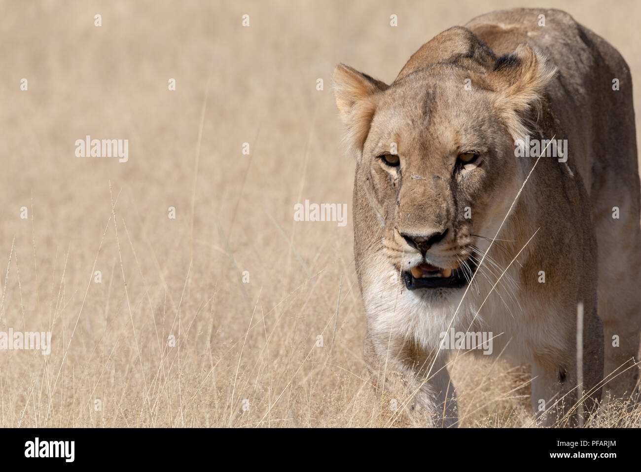 African Lioness Hunting