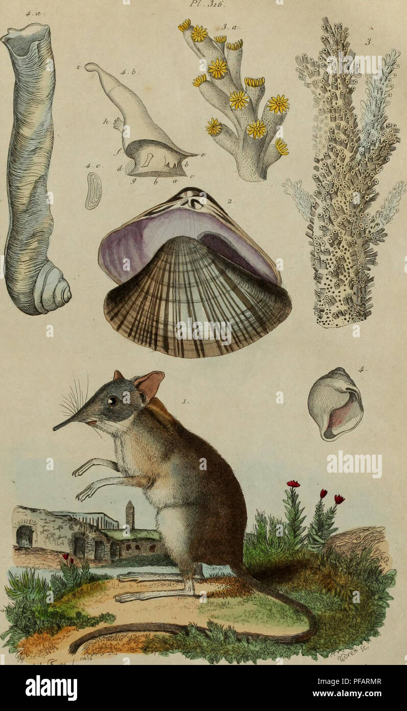 This dictionary offers a picturesque account of natural history ...