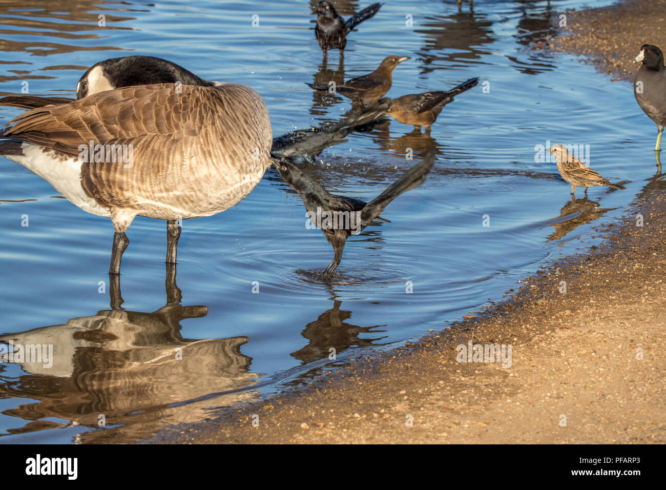Male Grackle pulling feathers of a male Goose Stock Photo - Alamy
