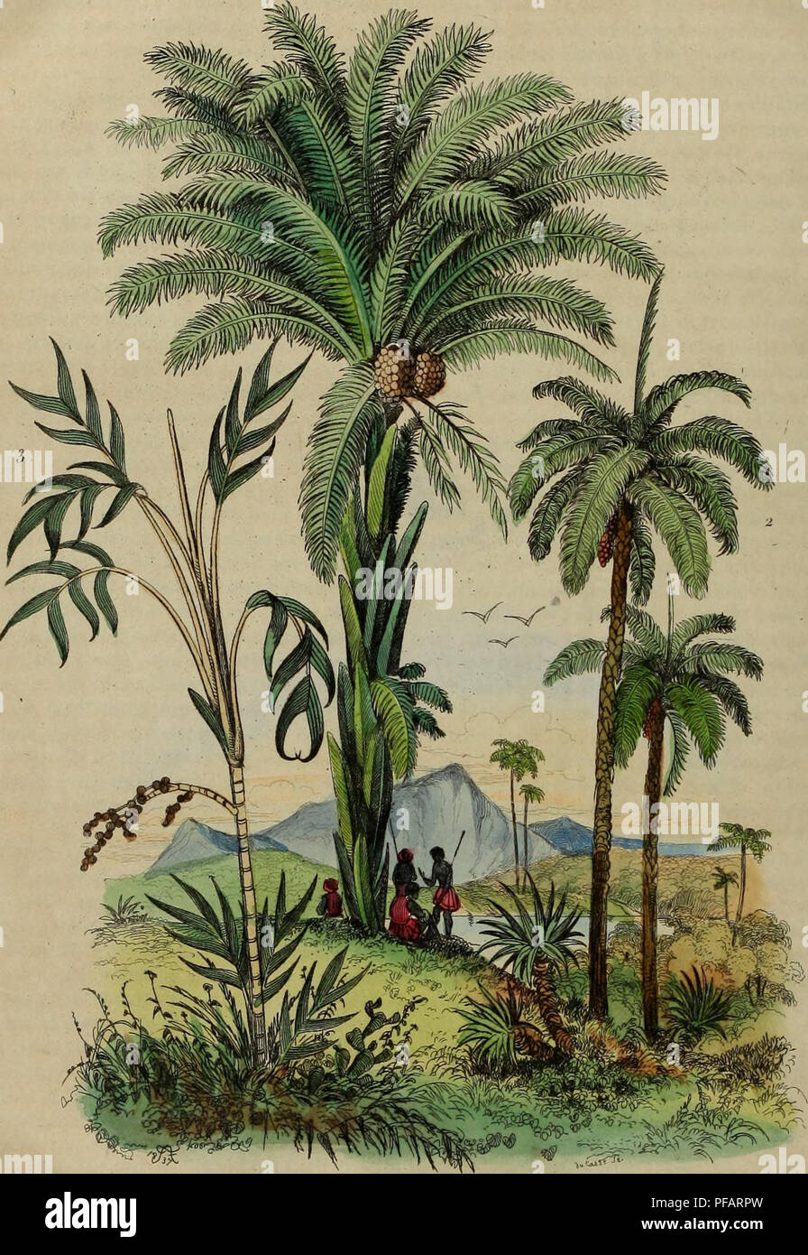 This French dictionary provides detailed illustrations of palm species ...