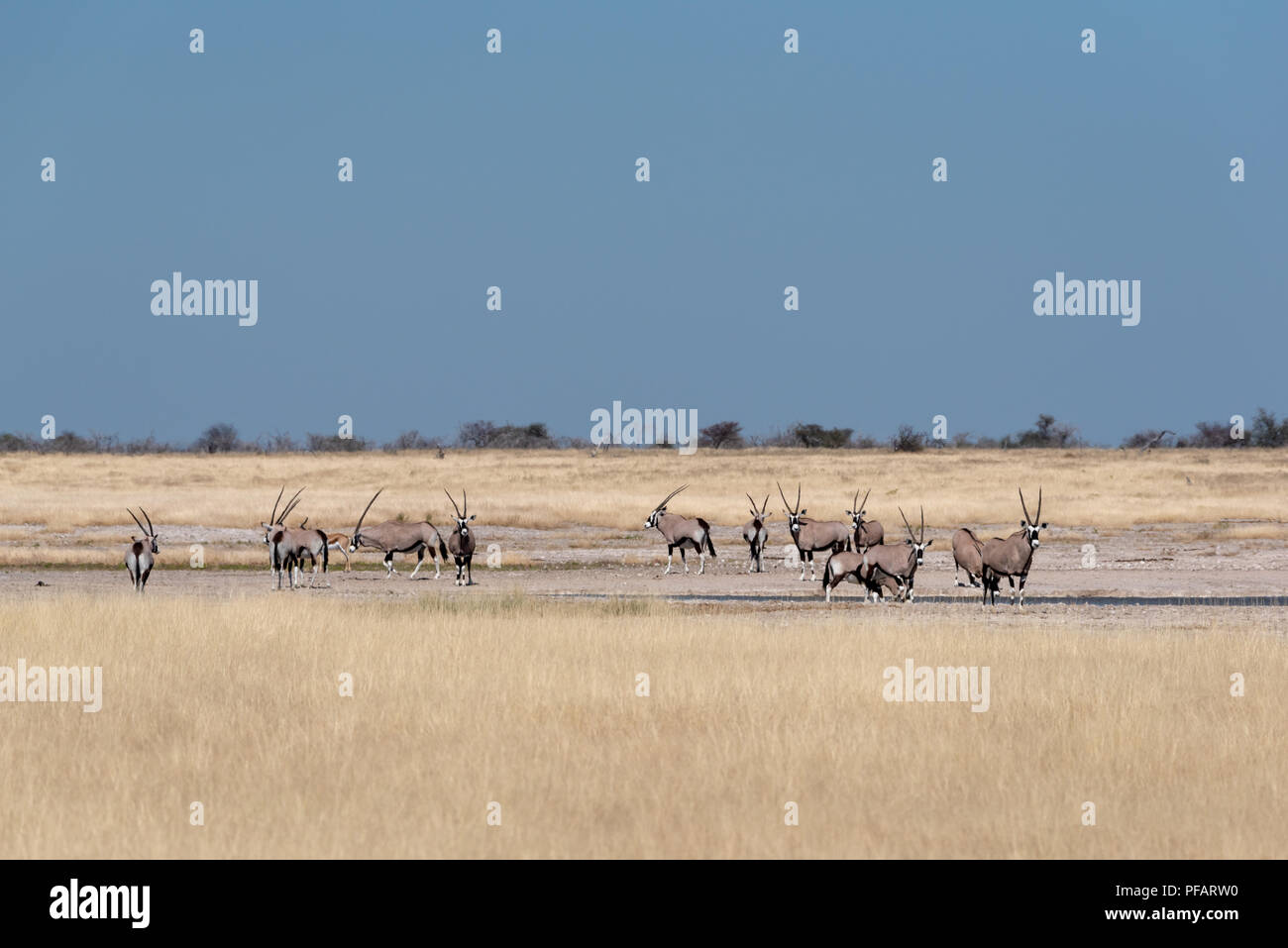 Mixed herd of oryx (gemsbok) antelopes standing around a waterhole with ...