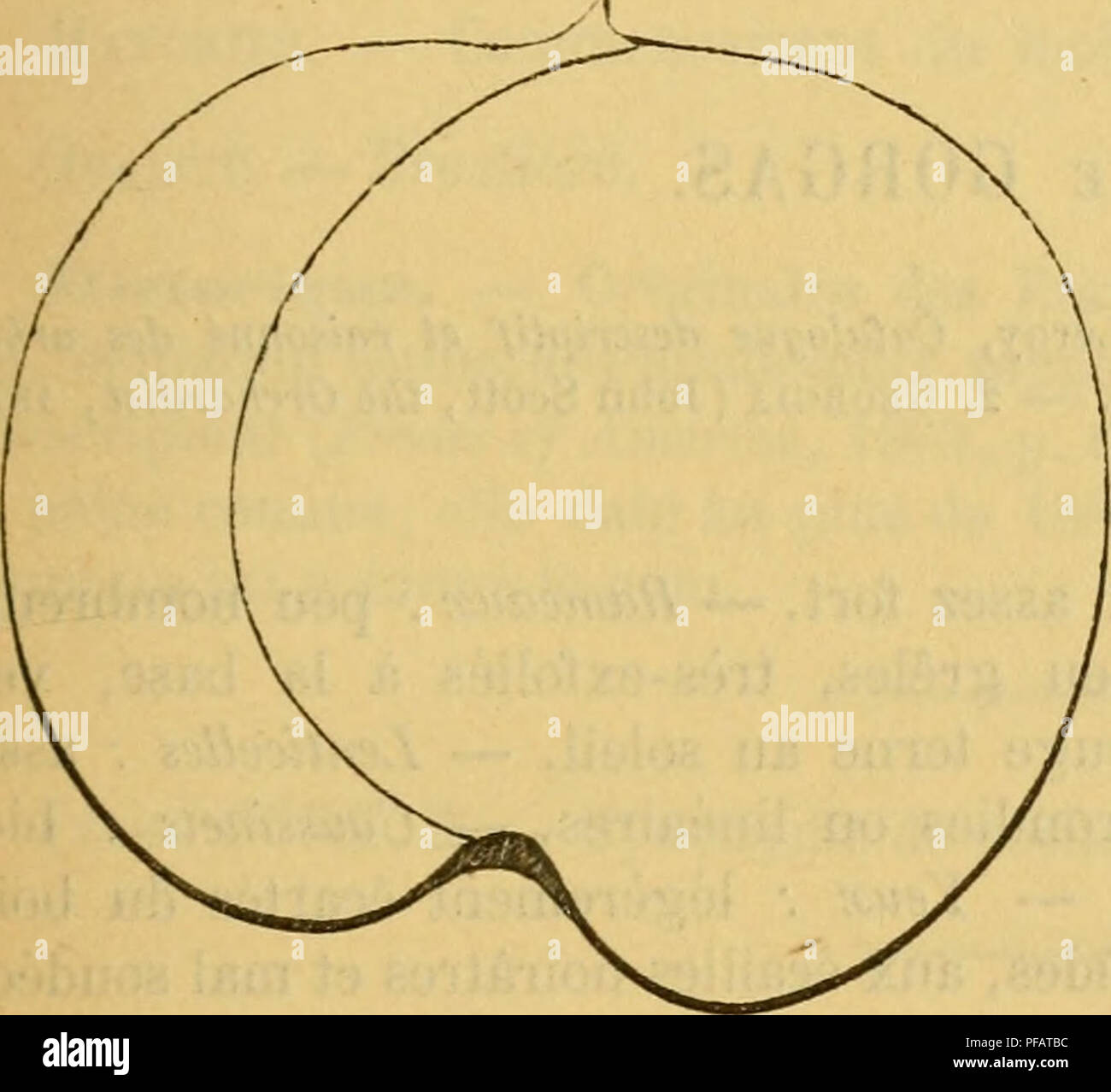 This dictionary of pomology offers descriptions and illustrations of ...