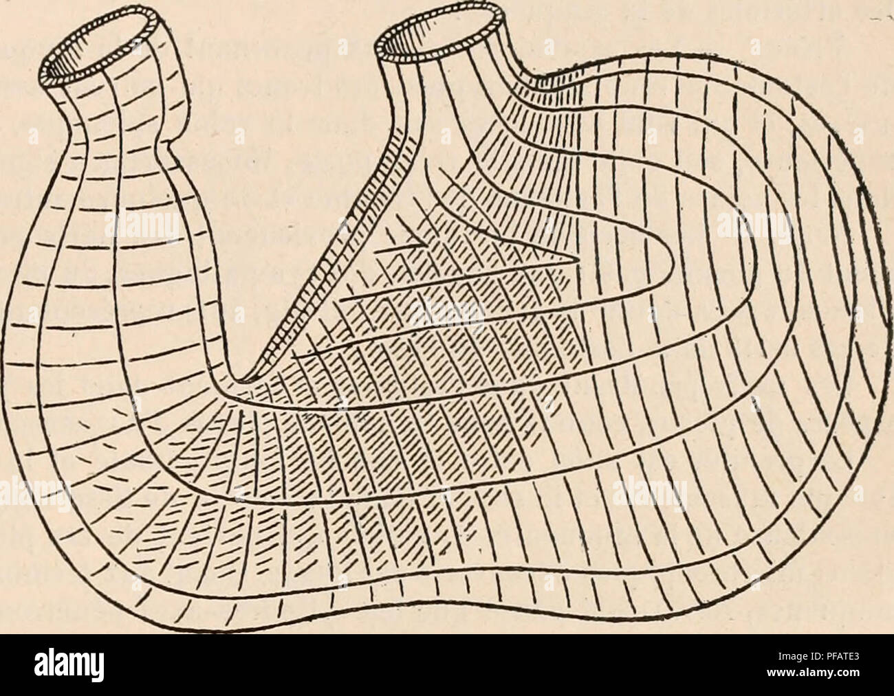 This dictionary of physiology provides an in-depth description of the ...