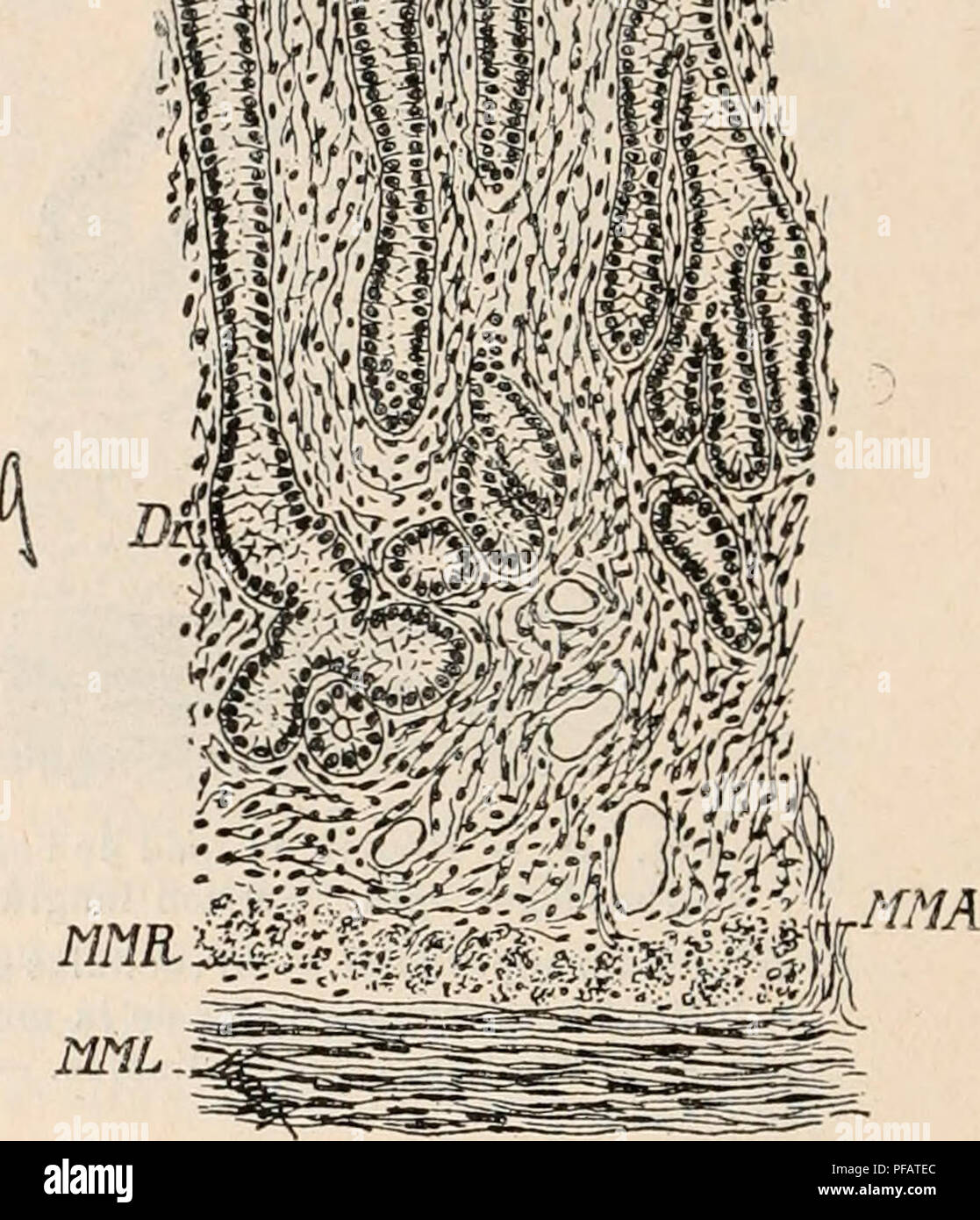 These images from a physiological dictionary illustrate cross-sectional ...