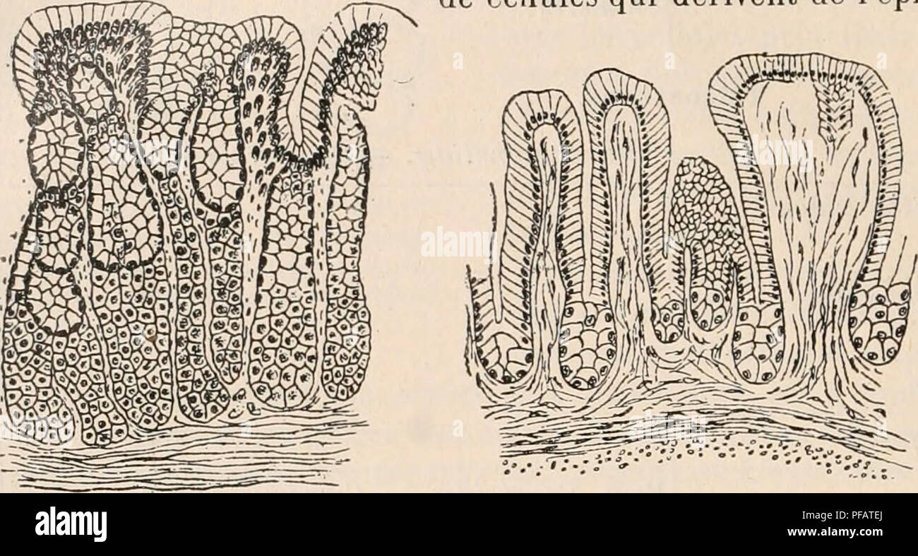 Muqueuse de l'estomac hi-res stock photography and images - Alamy