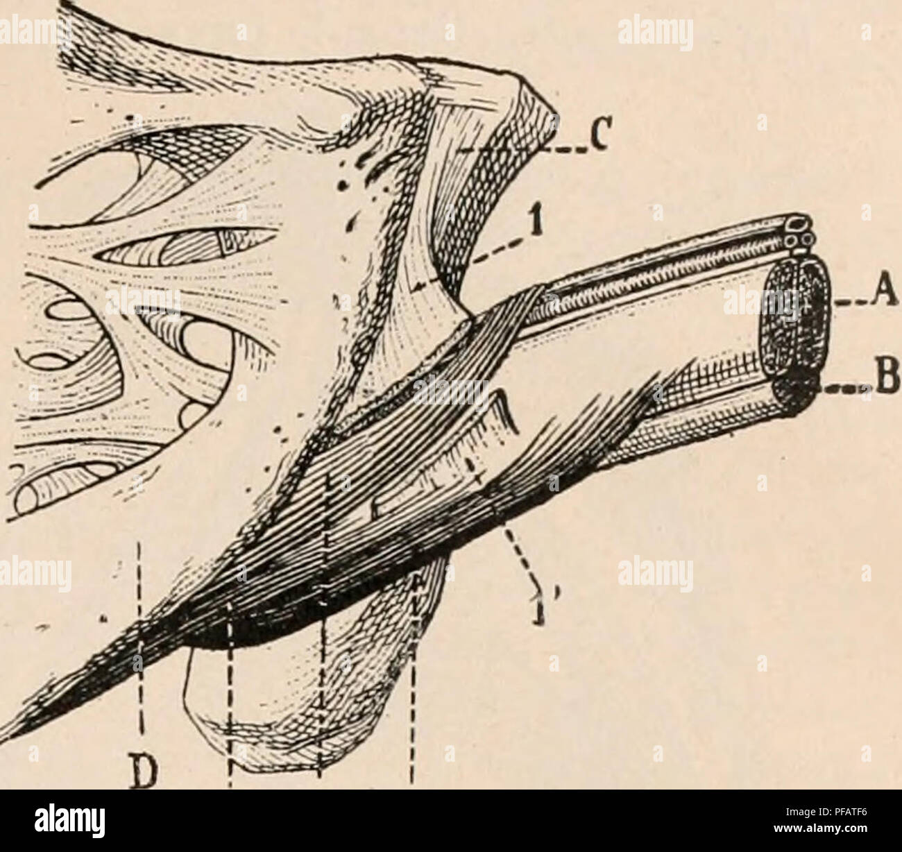 Corpus spongiosum hi-res stock photography and images - Alamy