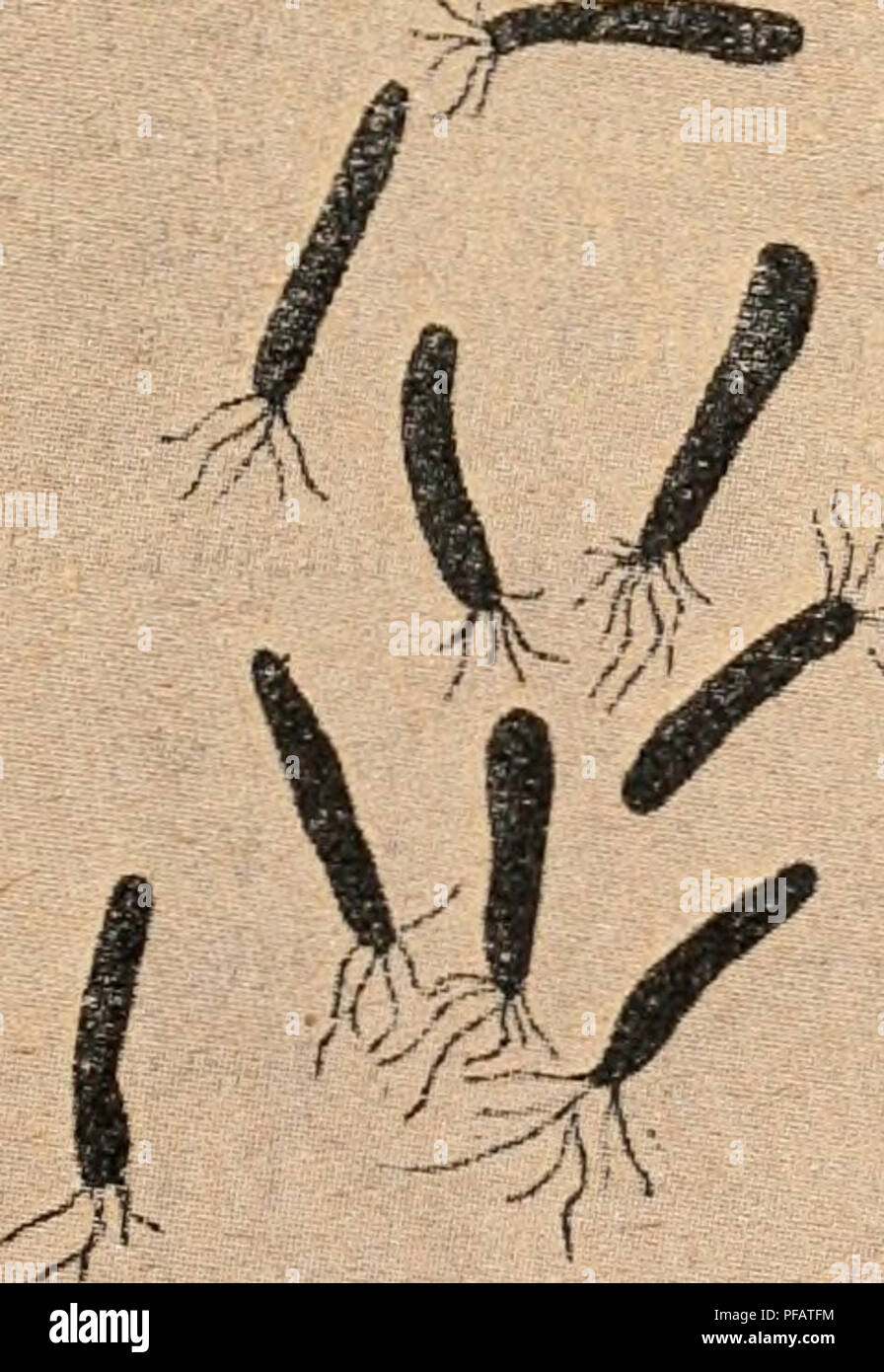 Photobacterium hi-res stock photography and images - Alamy