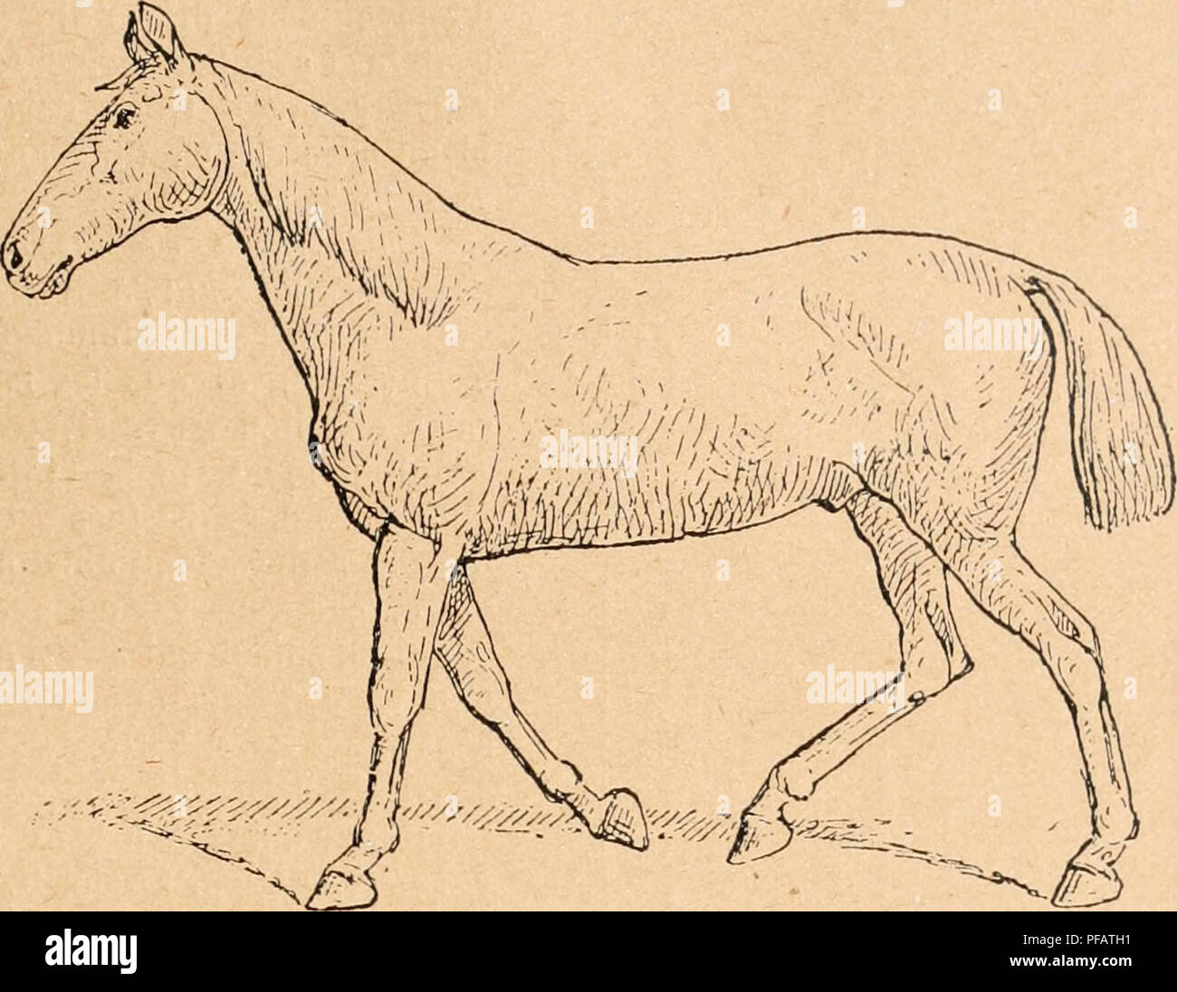 This image is from a physiological dictionary, illustrating the ...